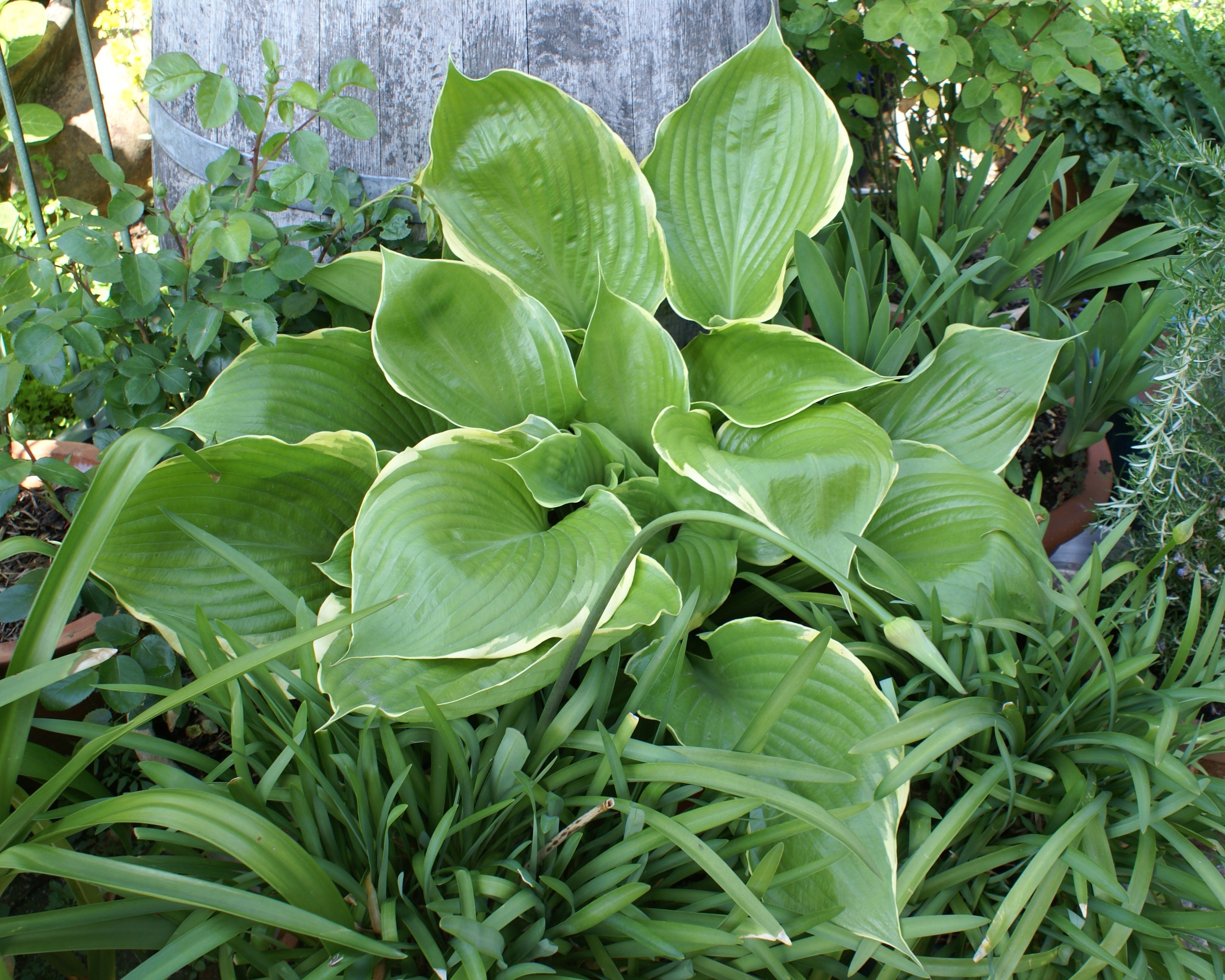 Hosta 'Winter Snow' - Pack of 3 Bare Root