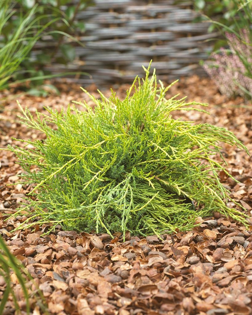 Juniperus x media 'Goldcoast' - Dwarf Slow Growing Conifer