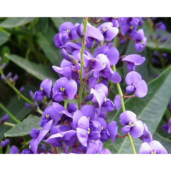 Hardenbergia violacea Happy Wanderer - Evergreen Purple Coral Pea