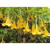 YELLOW Angels Trumpet Plant - Brugmansia - circa 80-100cms tall Plant