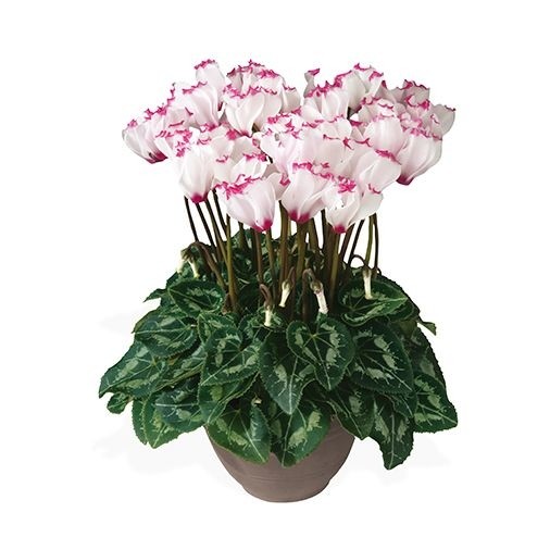 LARGE Cyclamen Victoria Plant In Bud & Bloom