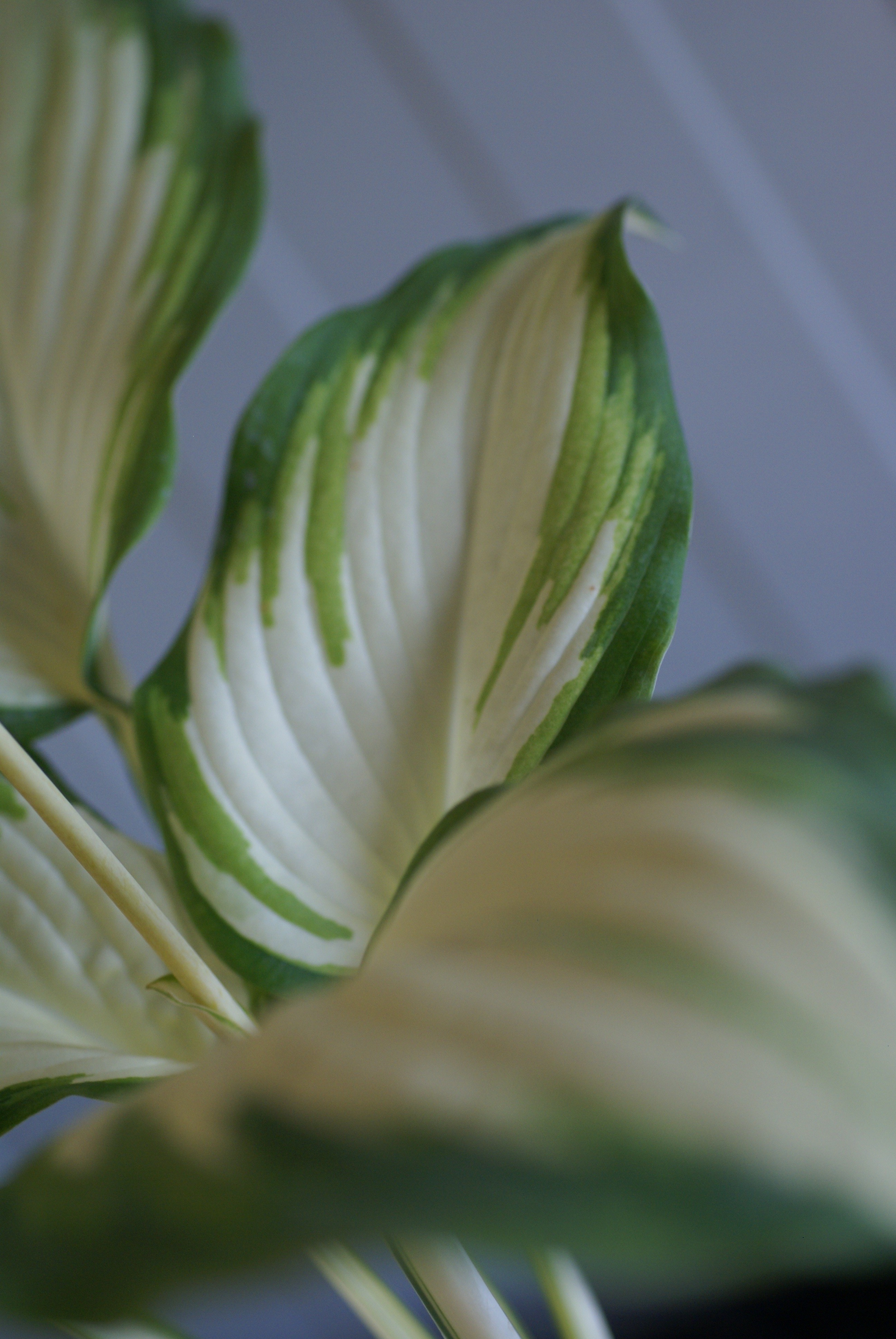 Hosta 'Champagne Toast'- Pack of 3 Bare Root