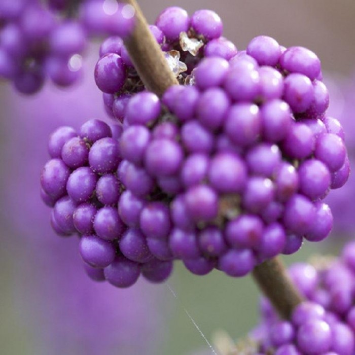 Callicarpa bodinieri Profusion - Patio Standard Tree