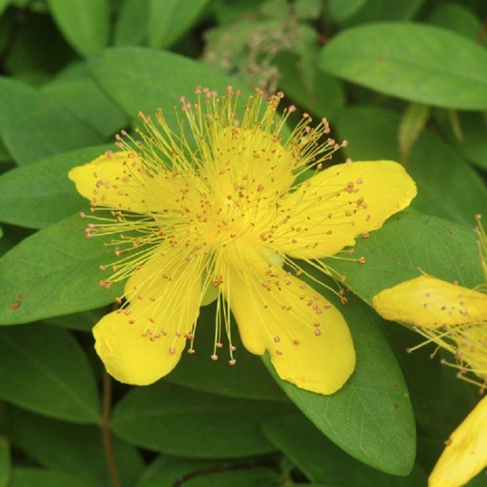 Hypericum Miracle Red
