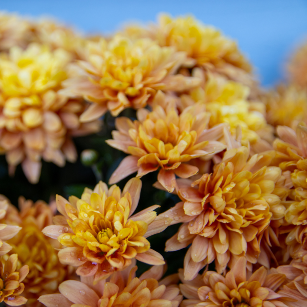 Colourful Garden Mum Chrysanthemum - Apricot Shades