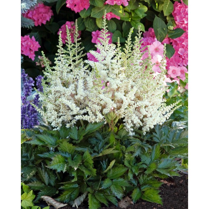 Astilbe Snowdrift