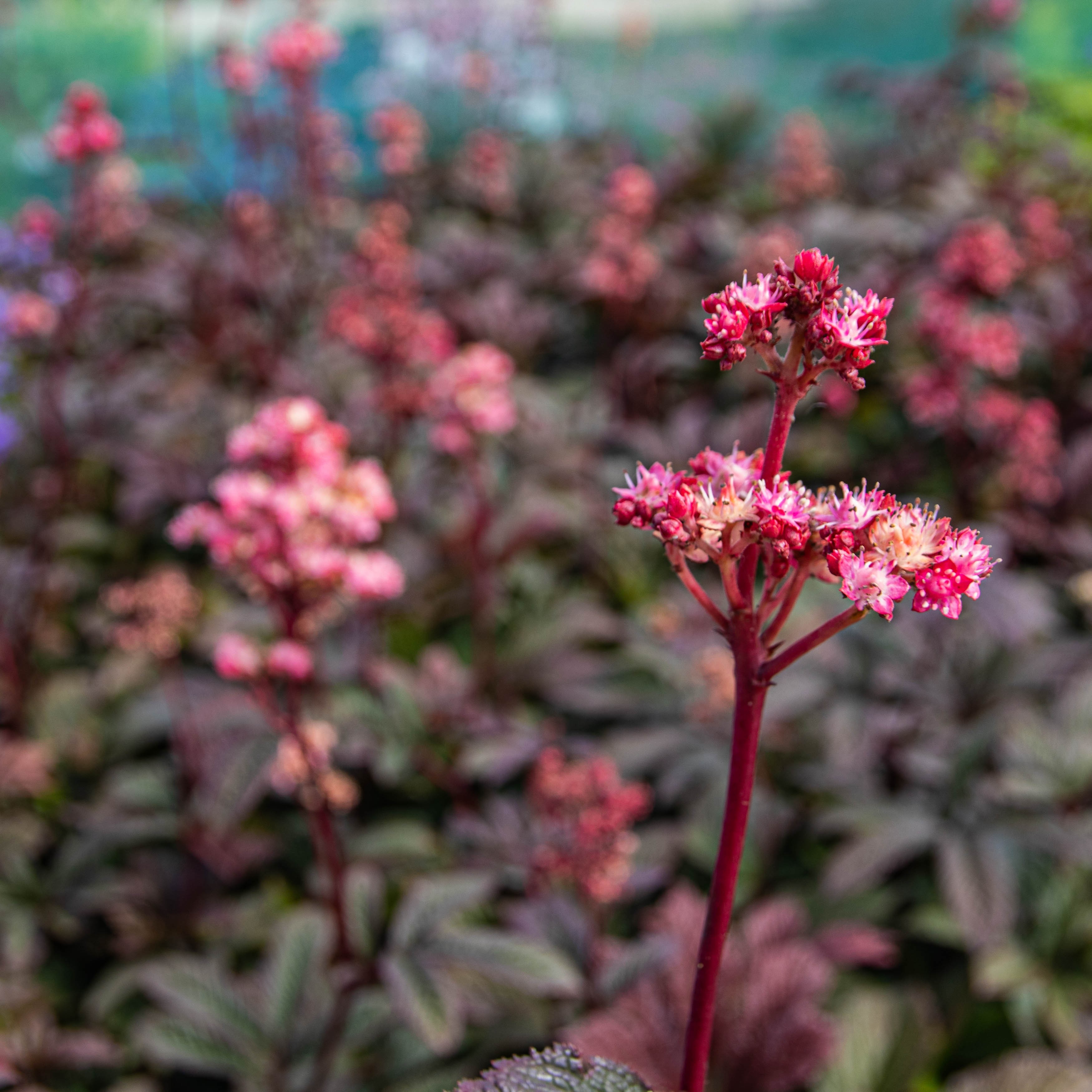 Rodgersia Bronze Peacock
