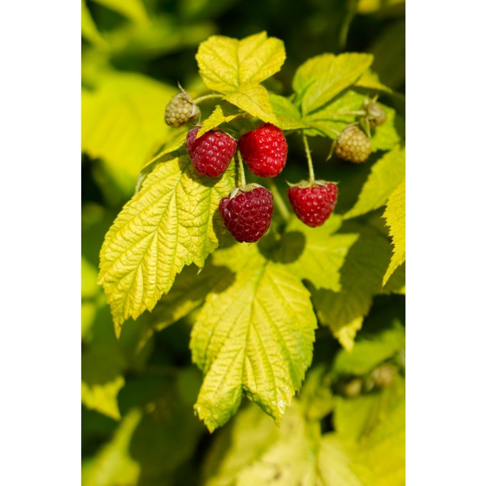 Raspberry Groovy - Dwarf Golden Leaf Summer Fruiting Patio Raspberry ...