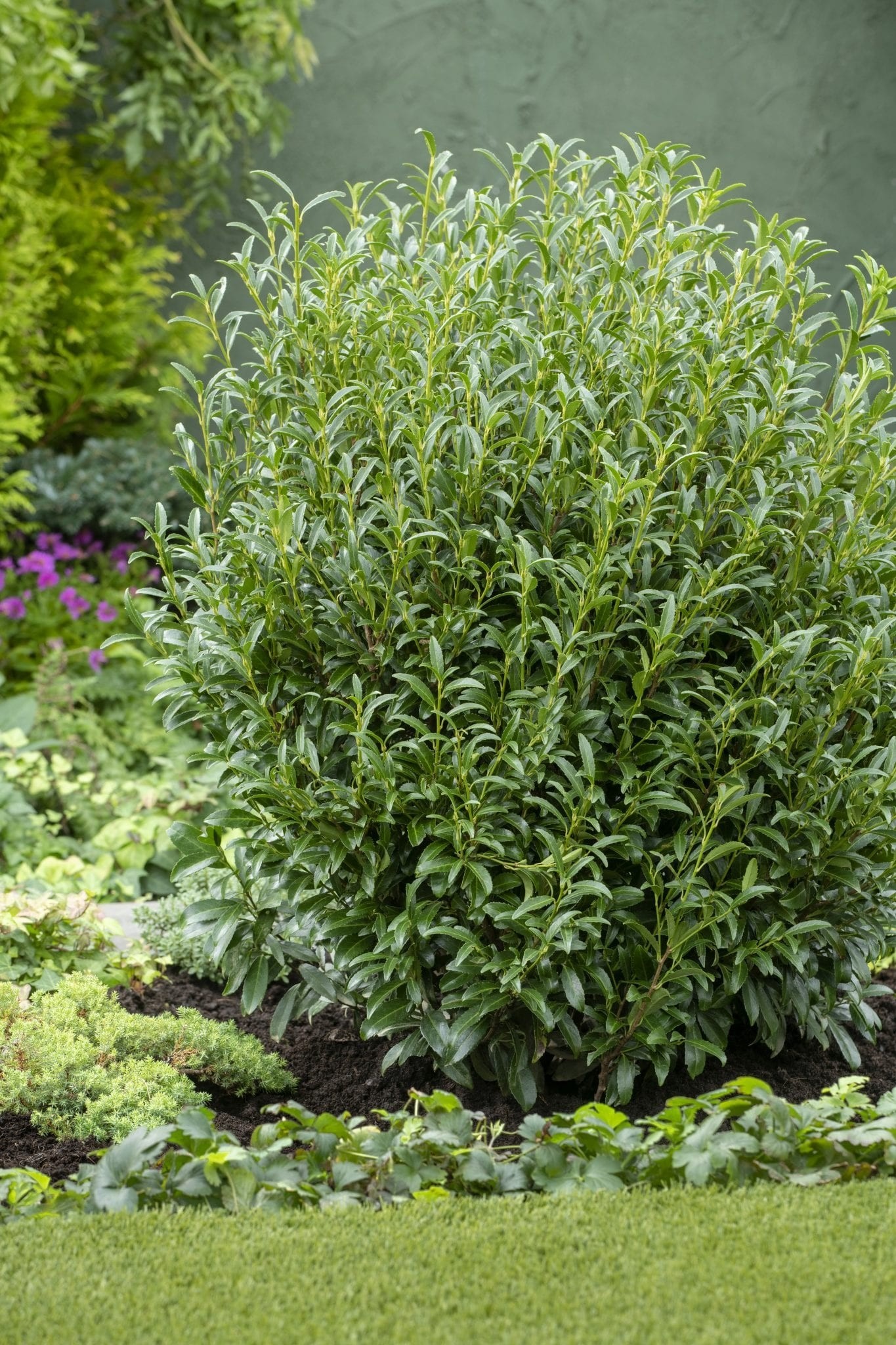 Prunus laurocerasus Szofi (Sofia) - Hardy Dwarf Evergreen Laurel