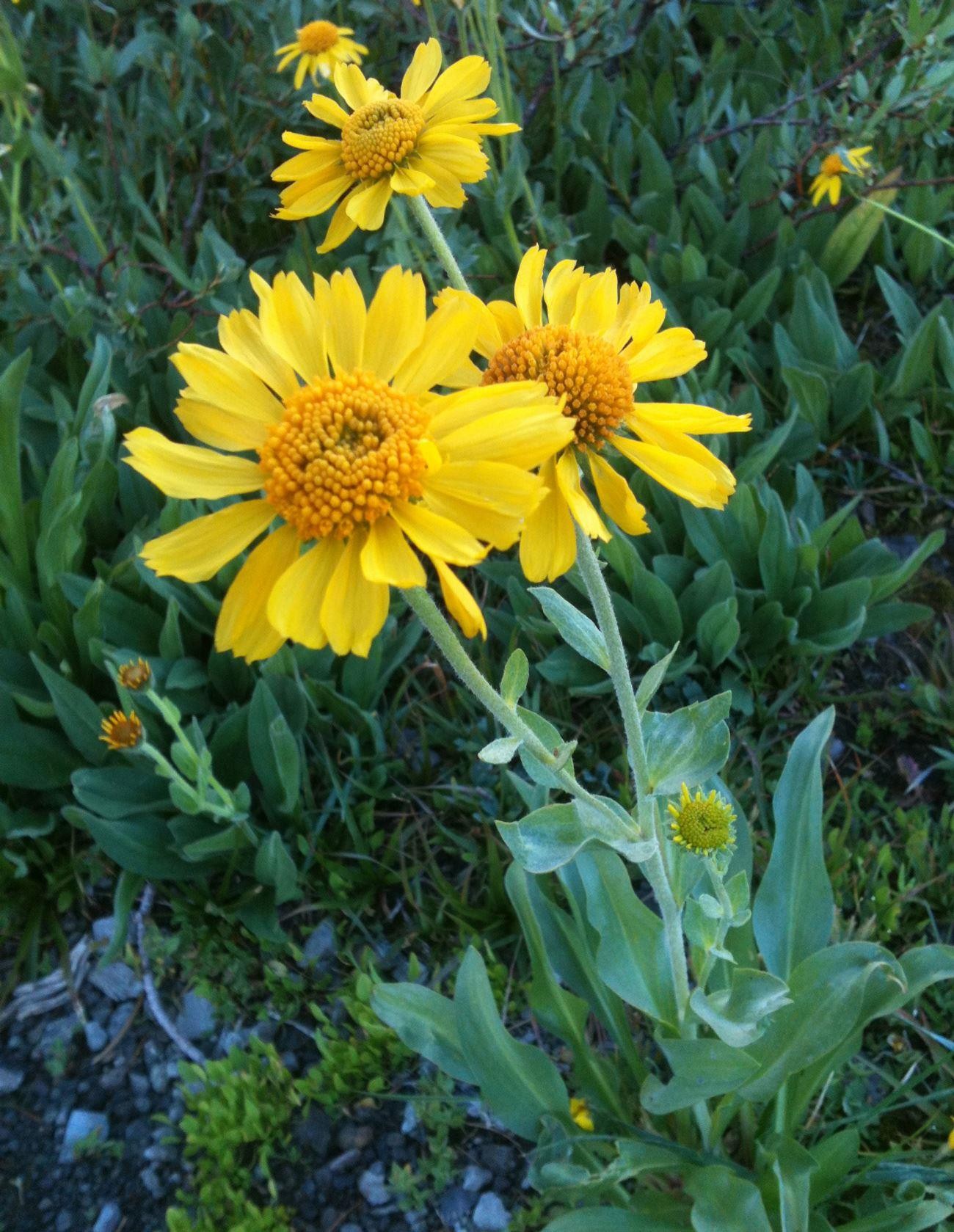 Helenium hoopesii - Sneezeweed