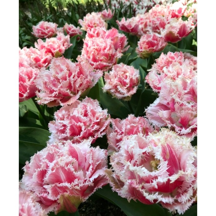Tulip 'Queensland' - Double Fringed Tulips - Pack of 6 Bulbs