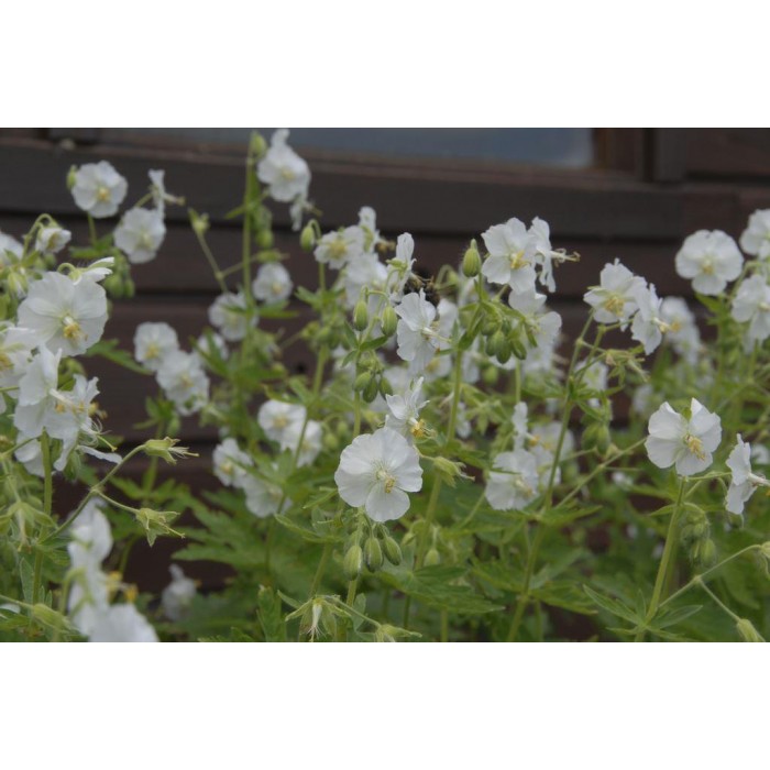 Geranium phaeum 'Album' - Dusky Cranesbill