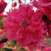 Prunus persica Taoflora Red - circa 150cms tall