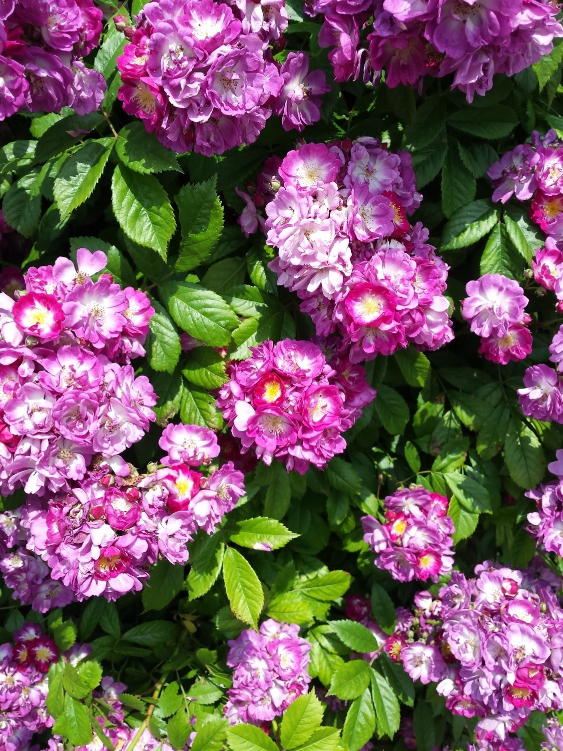 Climbing Rose - Perennial Blue