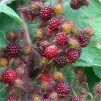 Rubus phoenicolasius - Japanese Wineberry - LARGE 150-180cm tall