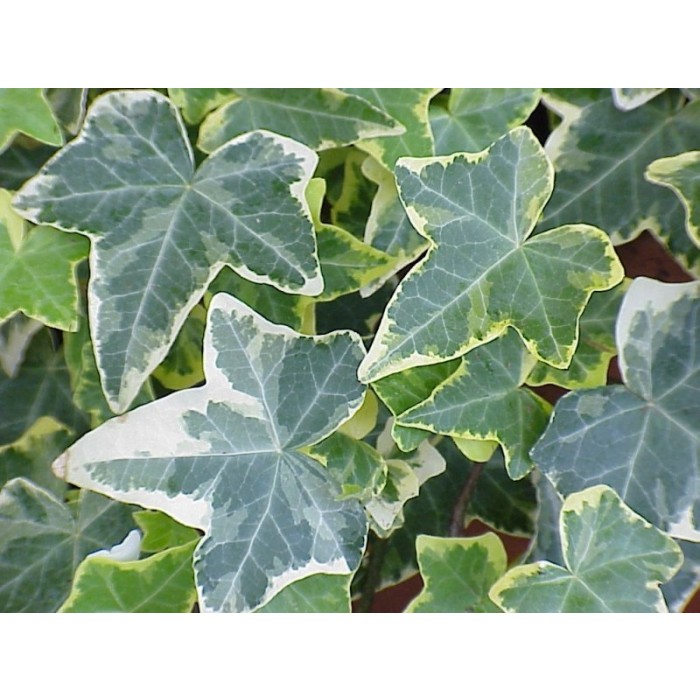 Trailing Variegated Ivy - Pack of 5 Hedera Plants