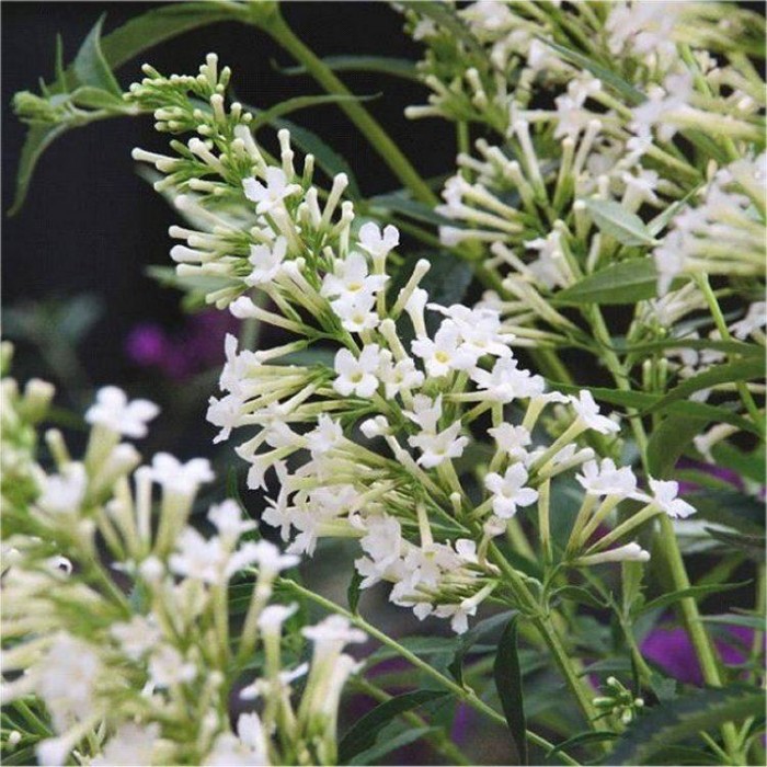 Buddleia Petite Snow White - Dwarf White Buddleja Butterfly Bush