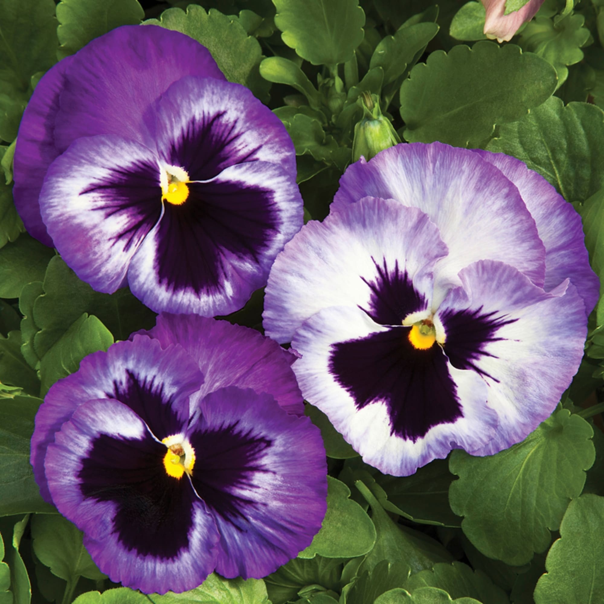Pansy Colossus Lavender Surprise - Pack of SIX Giant Flowered Pansy Plants