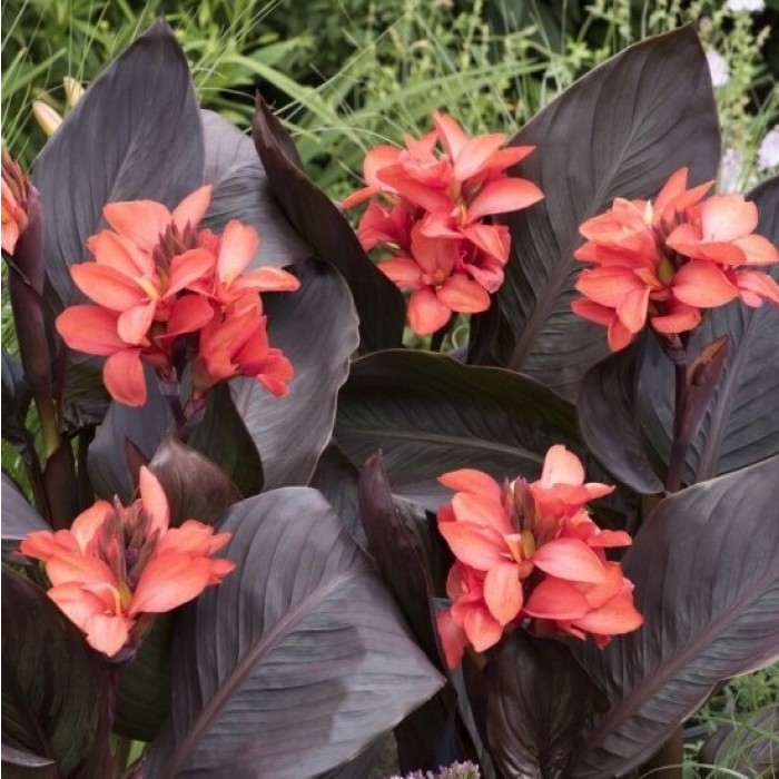 Dwarf Orange Canna