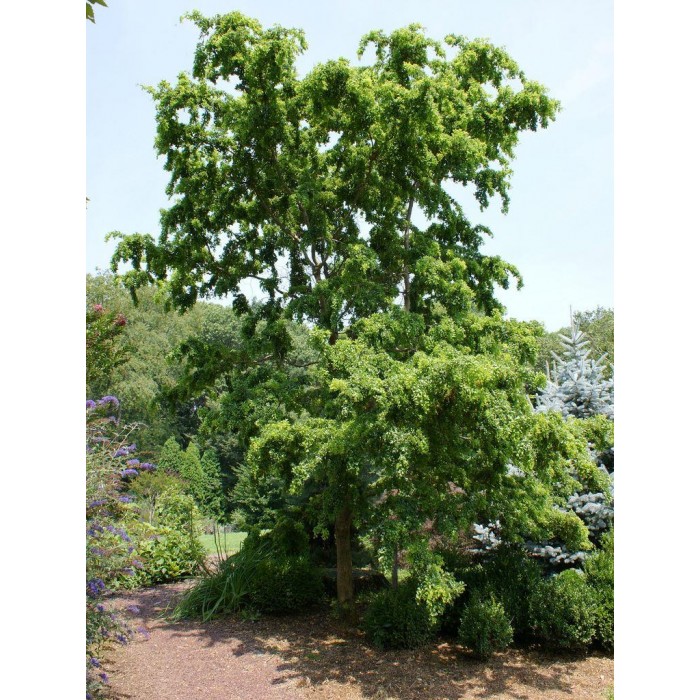 Robinia Lace Lady - Twisty Baby False Acacia