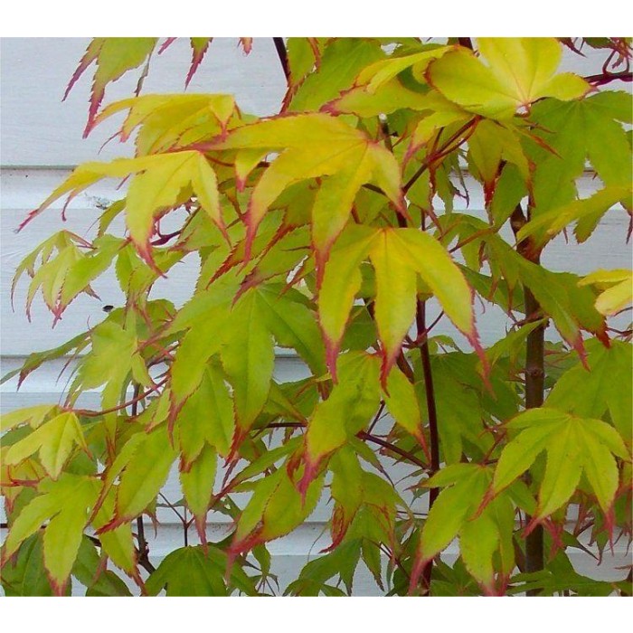 Acer palmatum Tsuma-gaki - Rare Japanese Maple - Large Plant