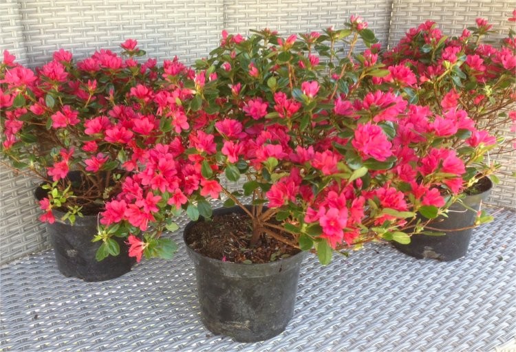 Azalea japonica 'Red Bird' - Evergreen Japanese Azalea - Pack of THREE ...