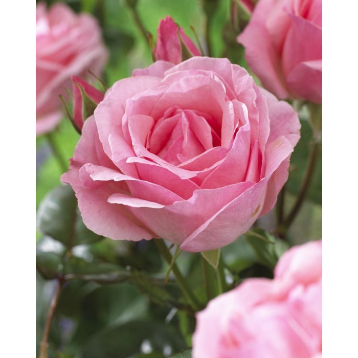 How To Plant Queen Elizabeth Rose Bush at Caitlin Hume blog