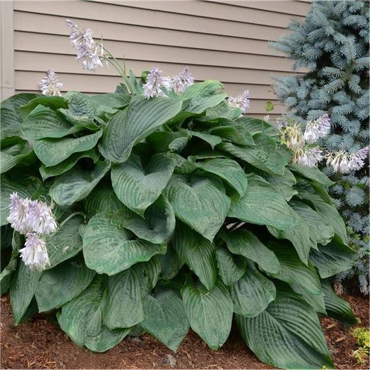 Hosta Empress Wu