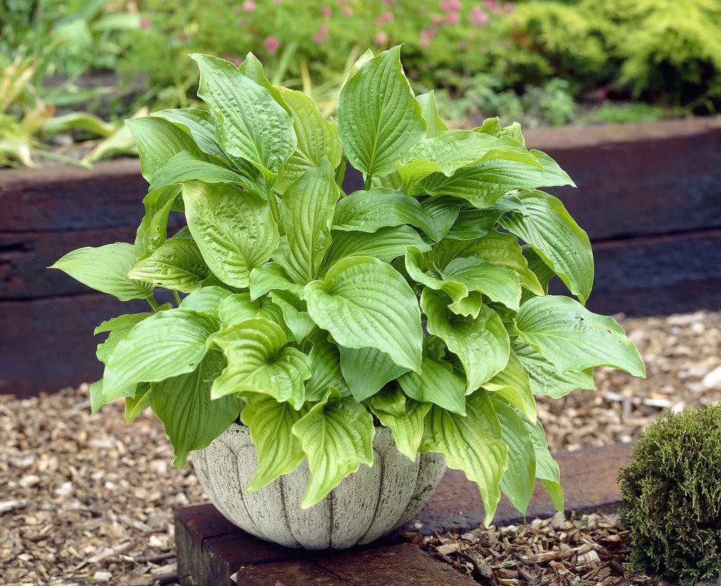 Hosta 'Royal Standard'