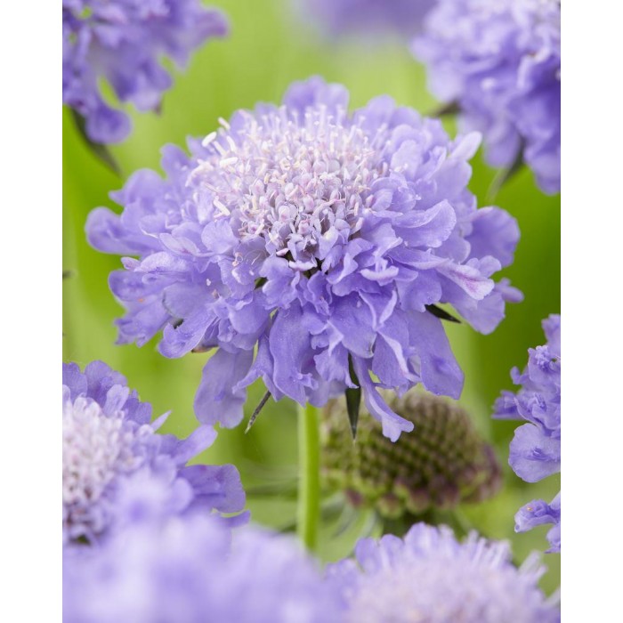 Scabiosa columbaria Mariposa Blue - Butterfly Blue Pincushion Flower ...