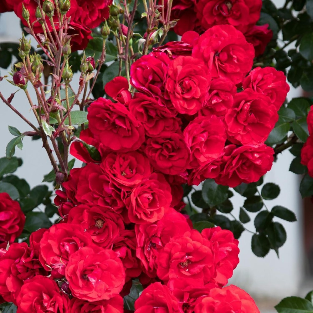 Large 6-7ft Climbing Rose Amadeus