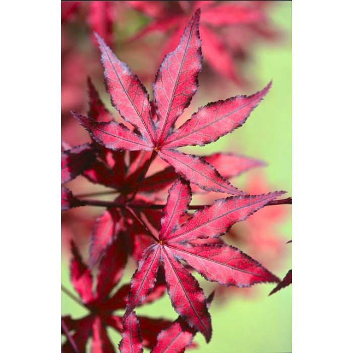 Acer palmatum Amagi Shigure - Rare Japanese Maple with Unique colouring