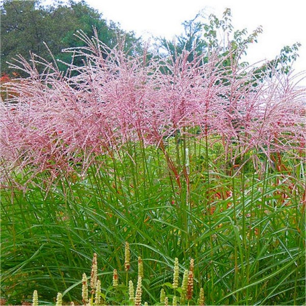 Miscanthus grasses for sale UK | Buy Miscanthus | Silvergrass