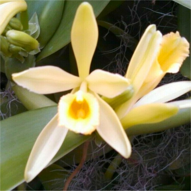 VARIEGATED Vanilla Orchid Plant - Vanilla planifolia - Madagascar ...