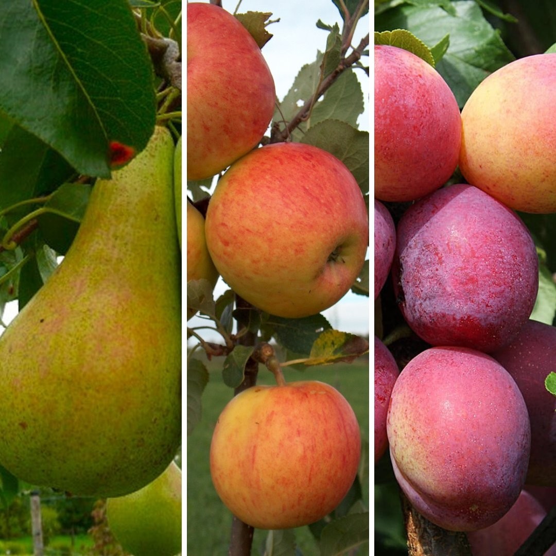 Best of British Fruit Tree Trio - Grown For Flavour - Pack of THREE