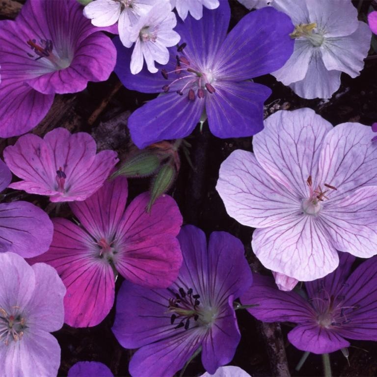 Hardy Geranium Breeders Mix Premium Collection - Pack of TEN