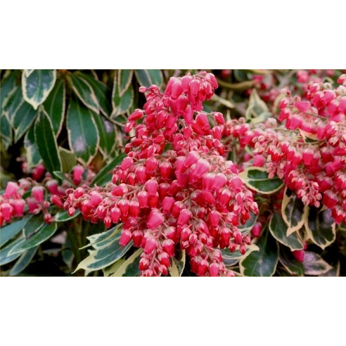 Pieris Collection - FIVE Different Evergreen Plants in Premier Varieties