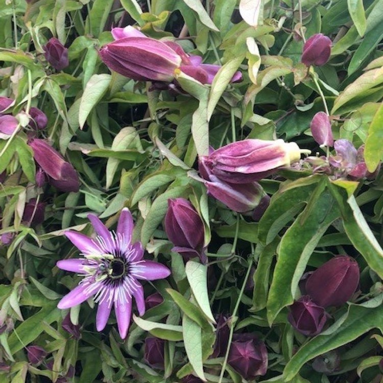 Passiflora violacea Victoria - Passion Flower