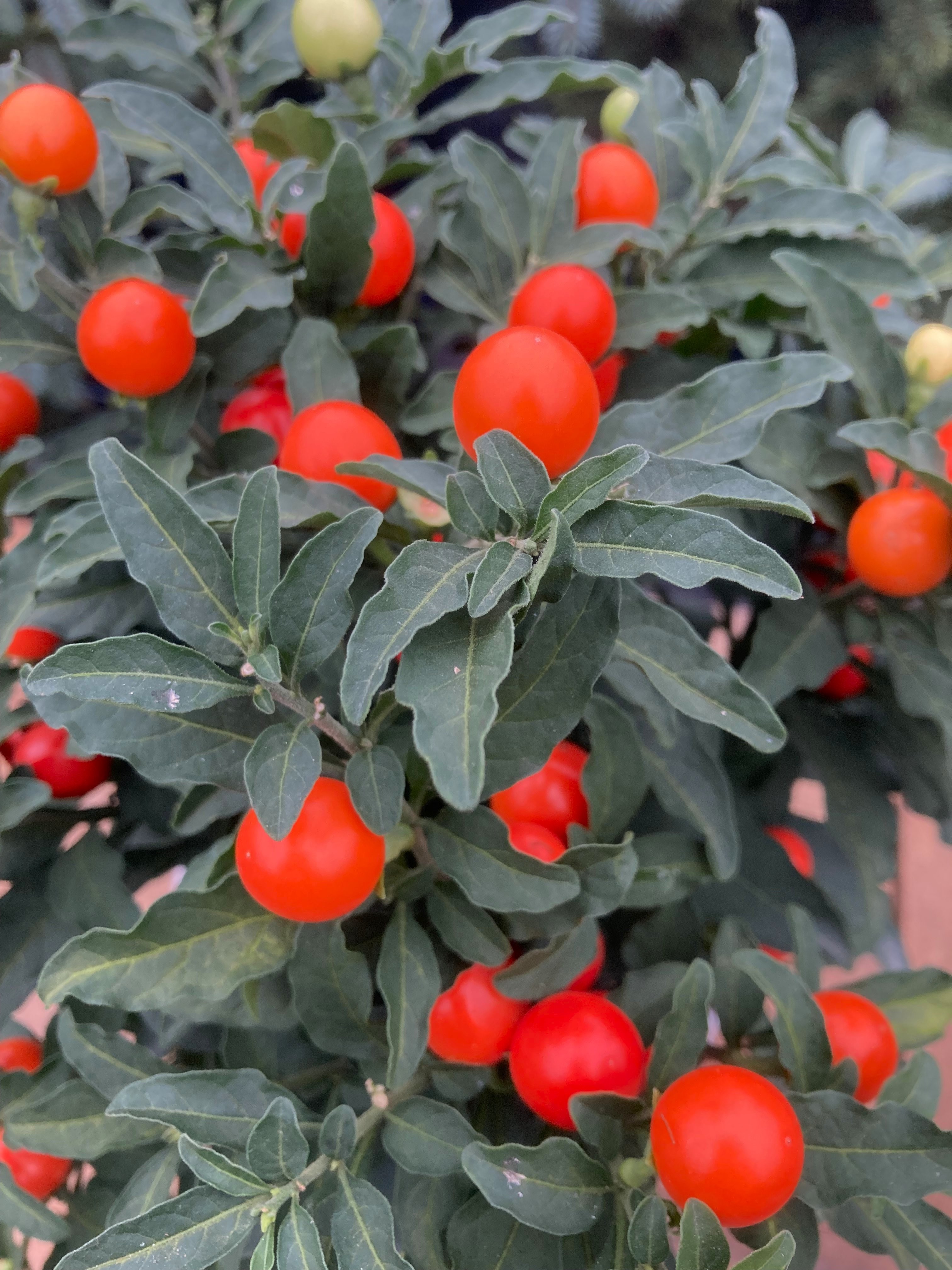 Winter Cherry Plant covered in berries