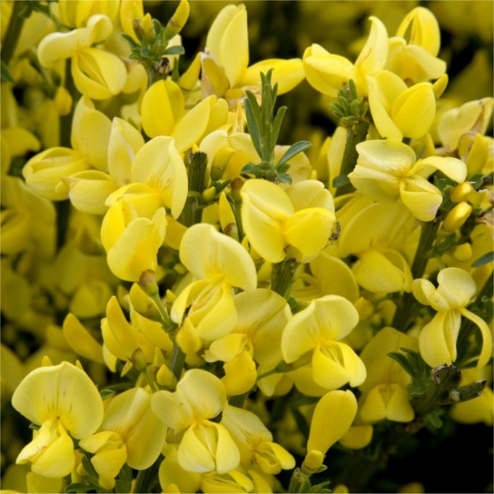 Cytisus praecox Allgold - Broom in Bud