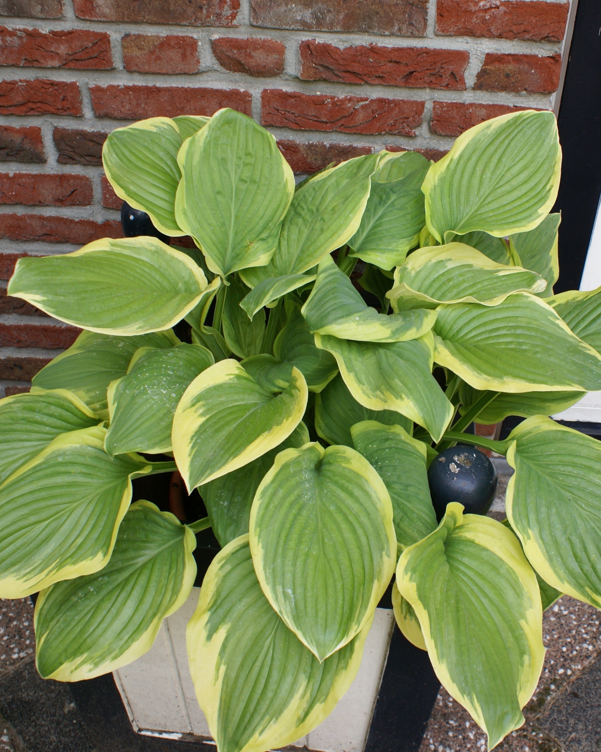 Hosta 'Fragrant King' Pack of 3 Bare Root
