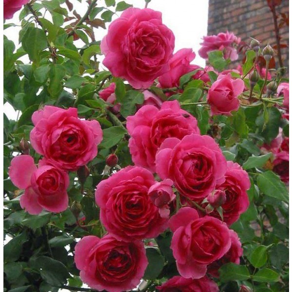 Climbing Roses for Sale UK | Gardening Express