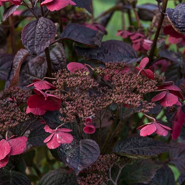 Hydrangea serrata Dare Devil