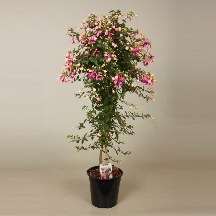 Patio Fuchsia Tree 'Lucky Dip' - End of Season Clearance