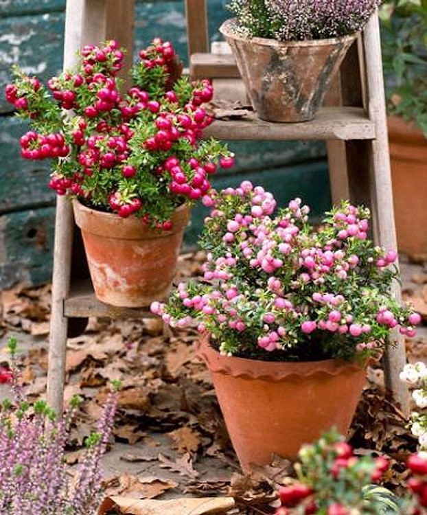 Pernettya mucronata Evergreen Prickly Heath Berry Plants - Pack of ...