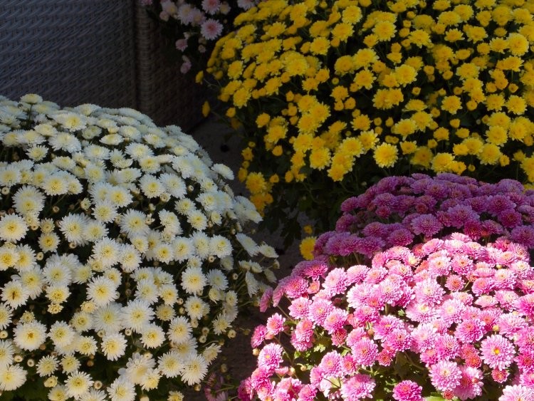 Colourful Garden Mum Chrysanthemum - Apricot Shades