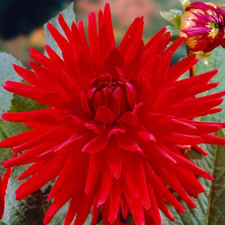 Dahlia Red Pygmy