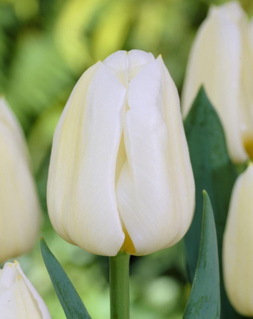 Tulipa Calgary - Cream Flamed Yellow Tulips - THREE lovely Potfulls