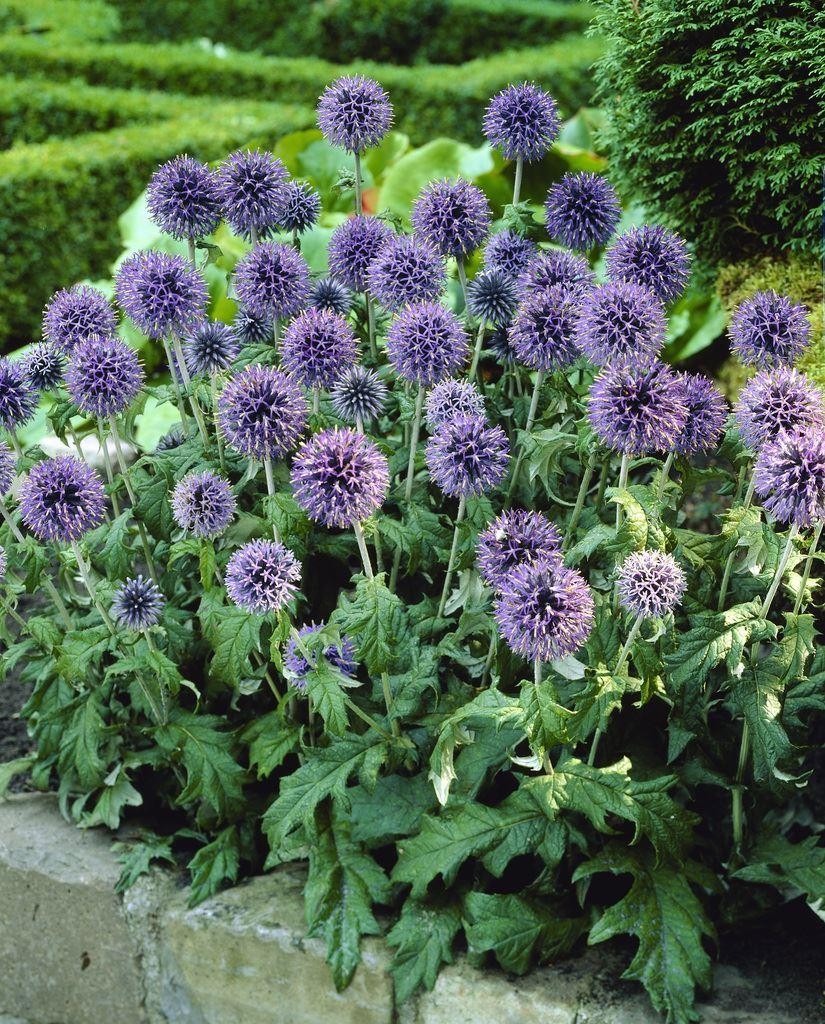 Echinops bannaticus 'Blue Globe'