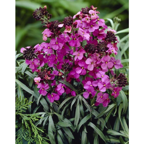 Page 2 | All Perennials in Stock